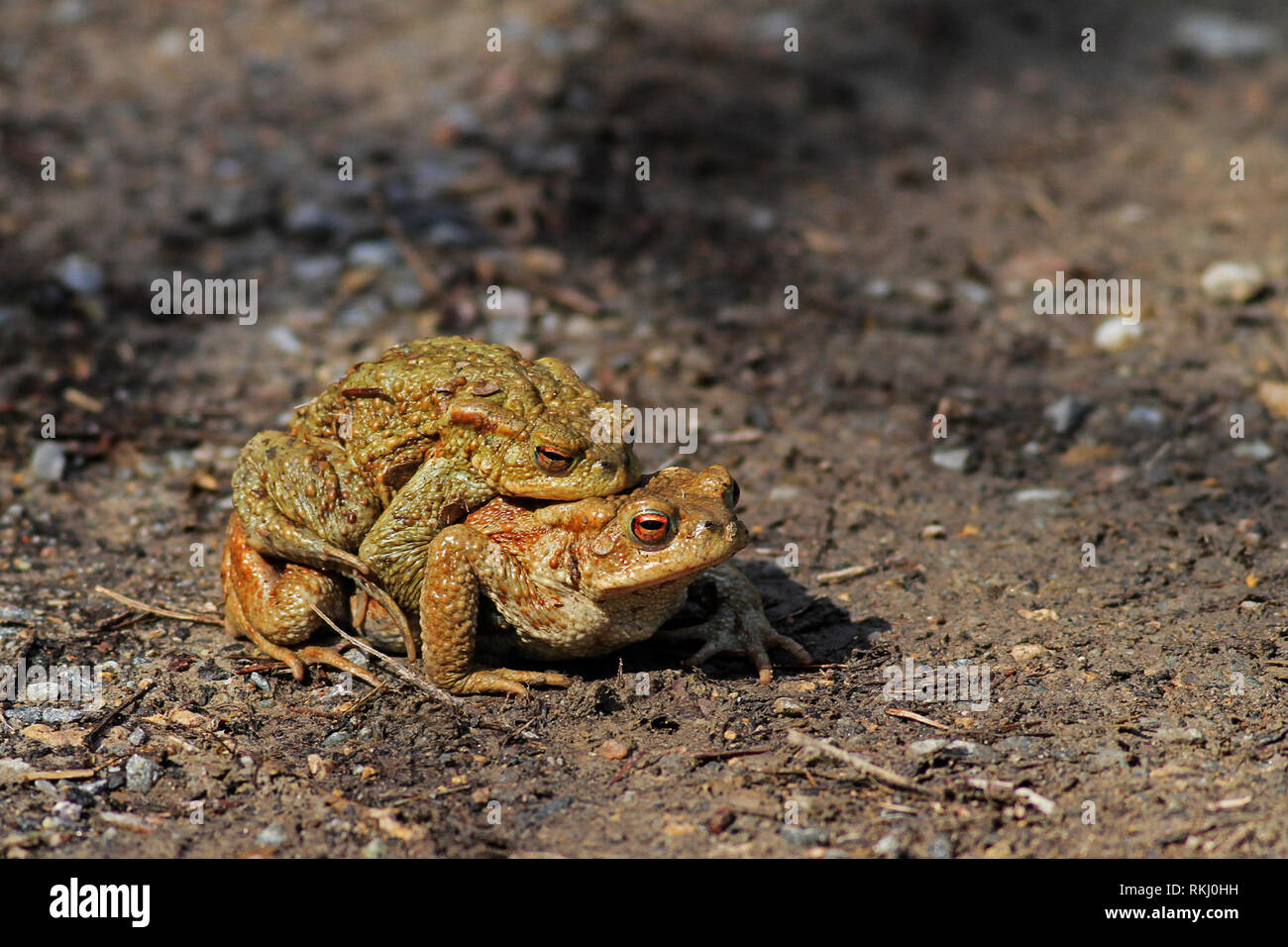 Reproduction of common toads hi-res stock photography and images - Alamy