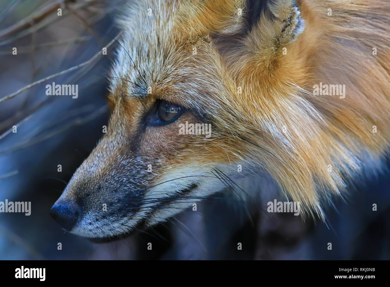 Red fox head detail hi-res stock photography and images - Alamy