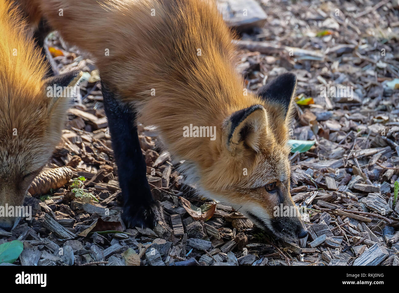 Red fox head detail hi-res stock photography and images - Alamy