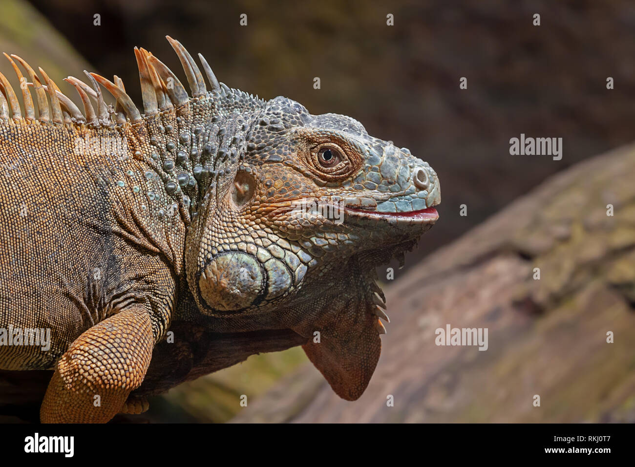 Leguan lizard hi-res stock photography and images - Alamy