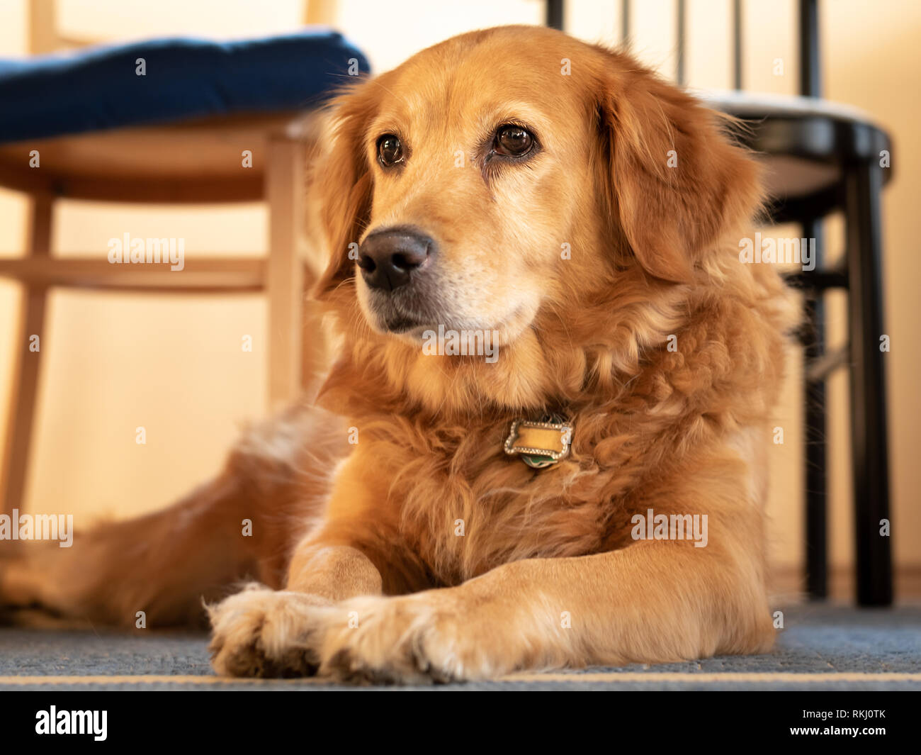 Dog lying under chair hi-res stock photography and images - Alamy