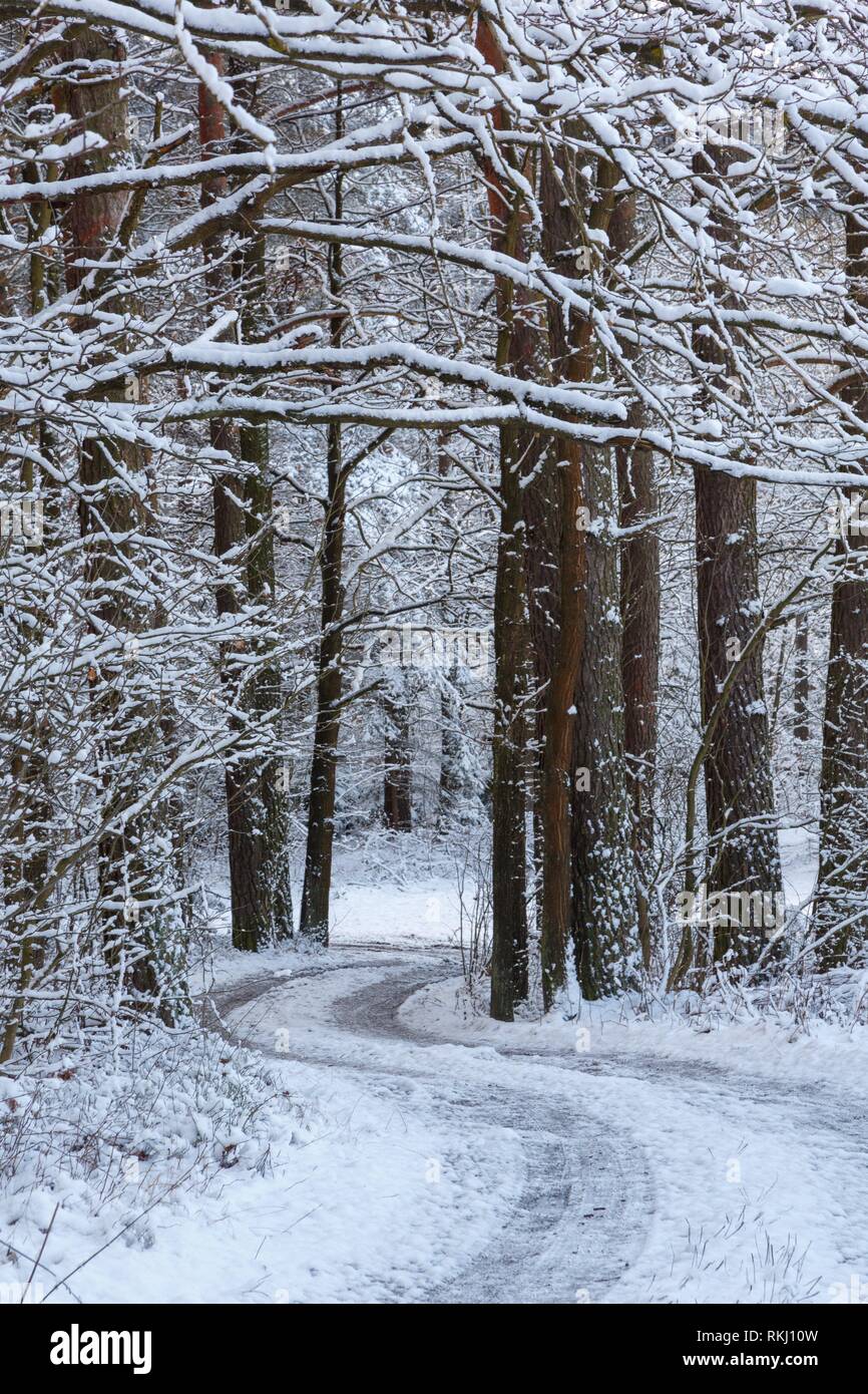 Path Inside Forest High Resolution Stock Photography and Images - Alamy