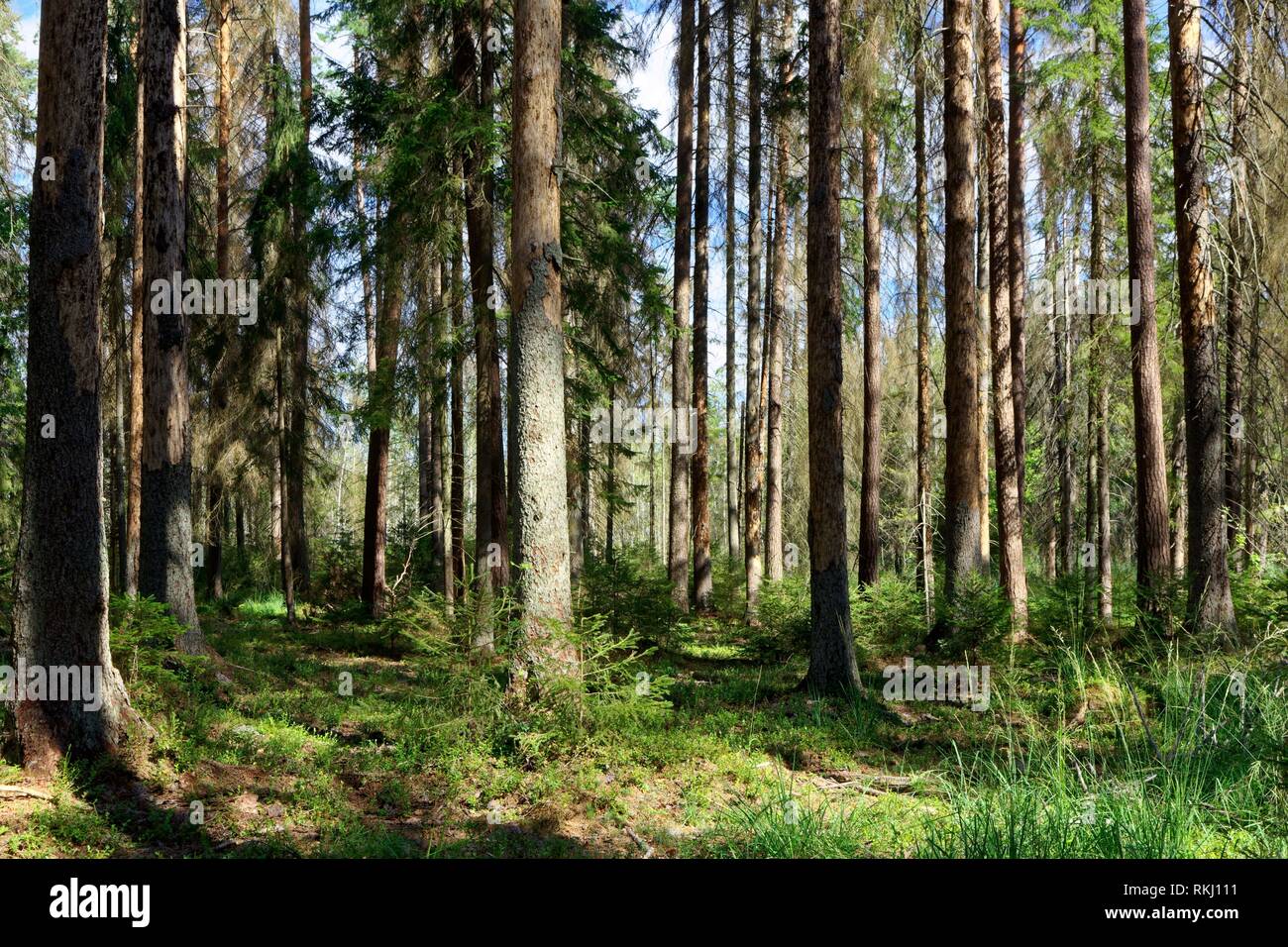 Pinus picea hi-res stock photography and images - Alamy