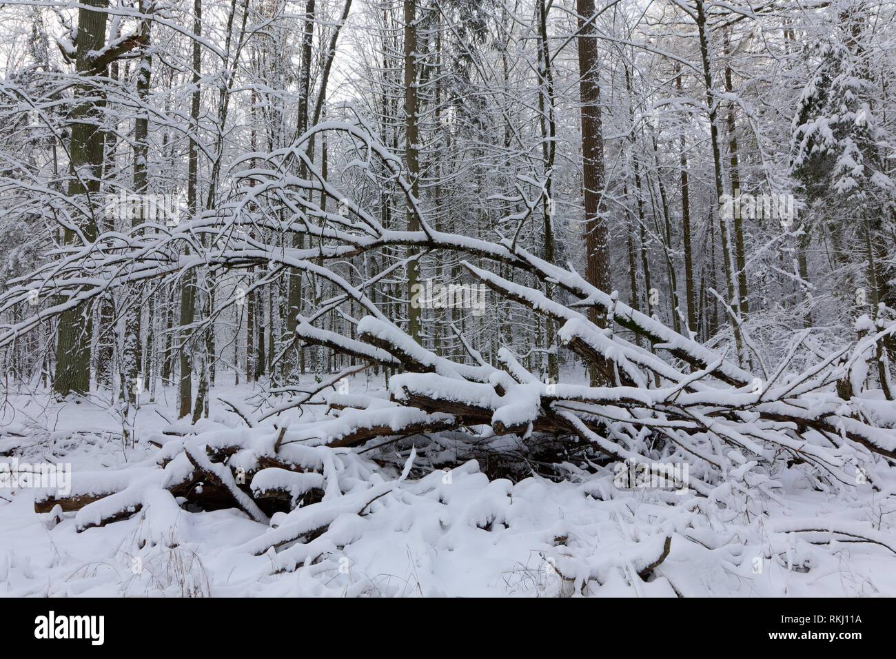 Winter landscape of natural forest with dead oak tree trunk lying ...