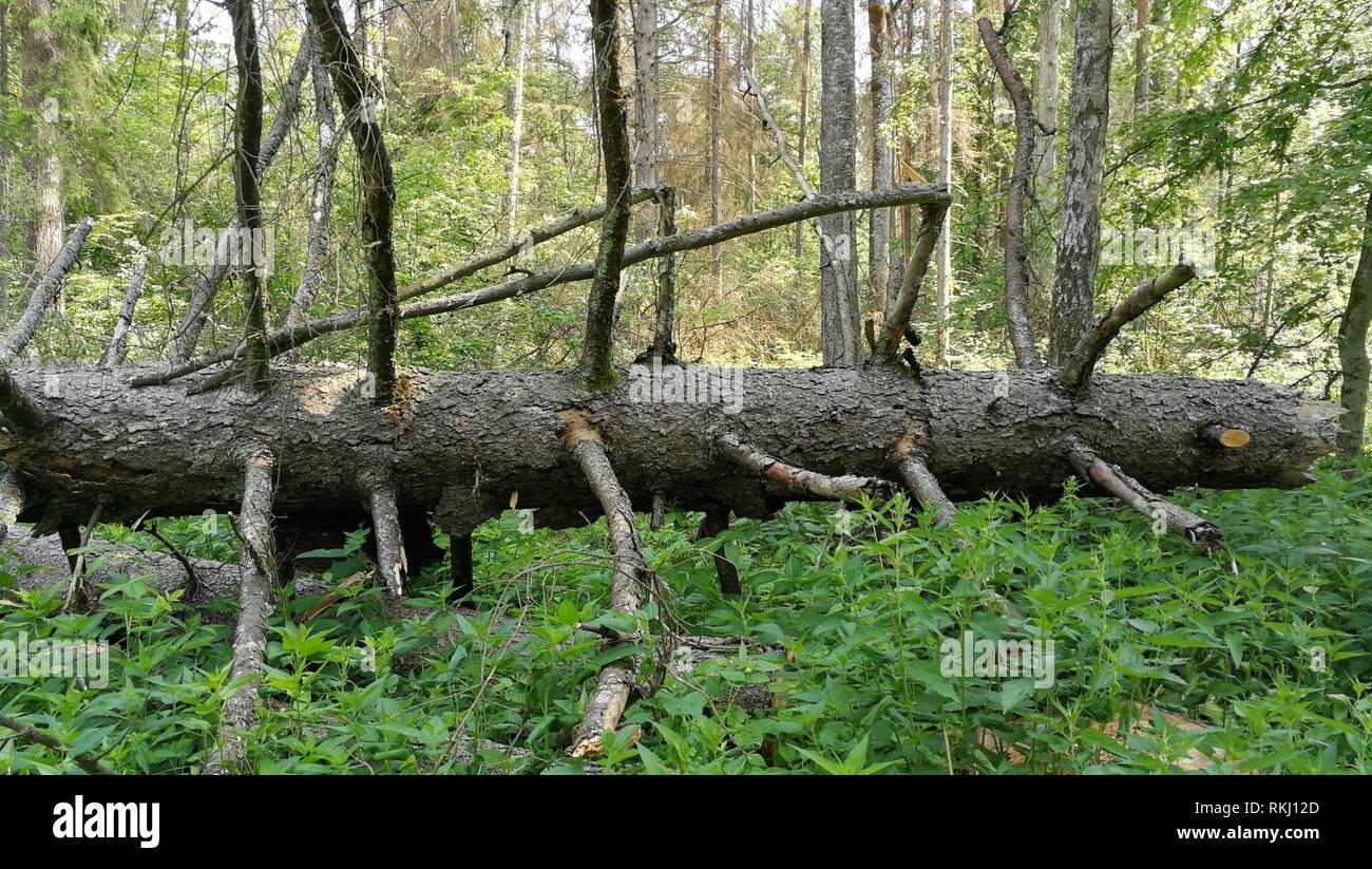 Broken Down Plants High Resolution Stock Photography and Images - Alamy