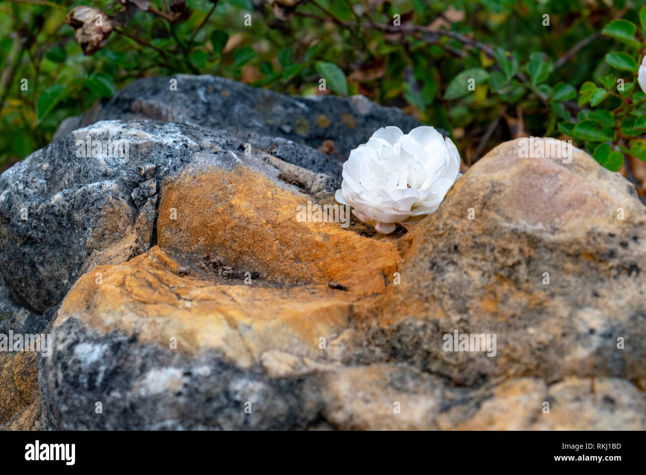 Red rose between stones hi-res stock photography and images - Alamy