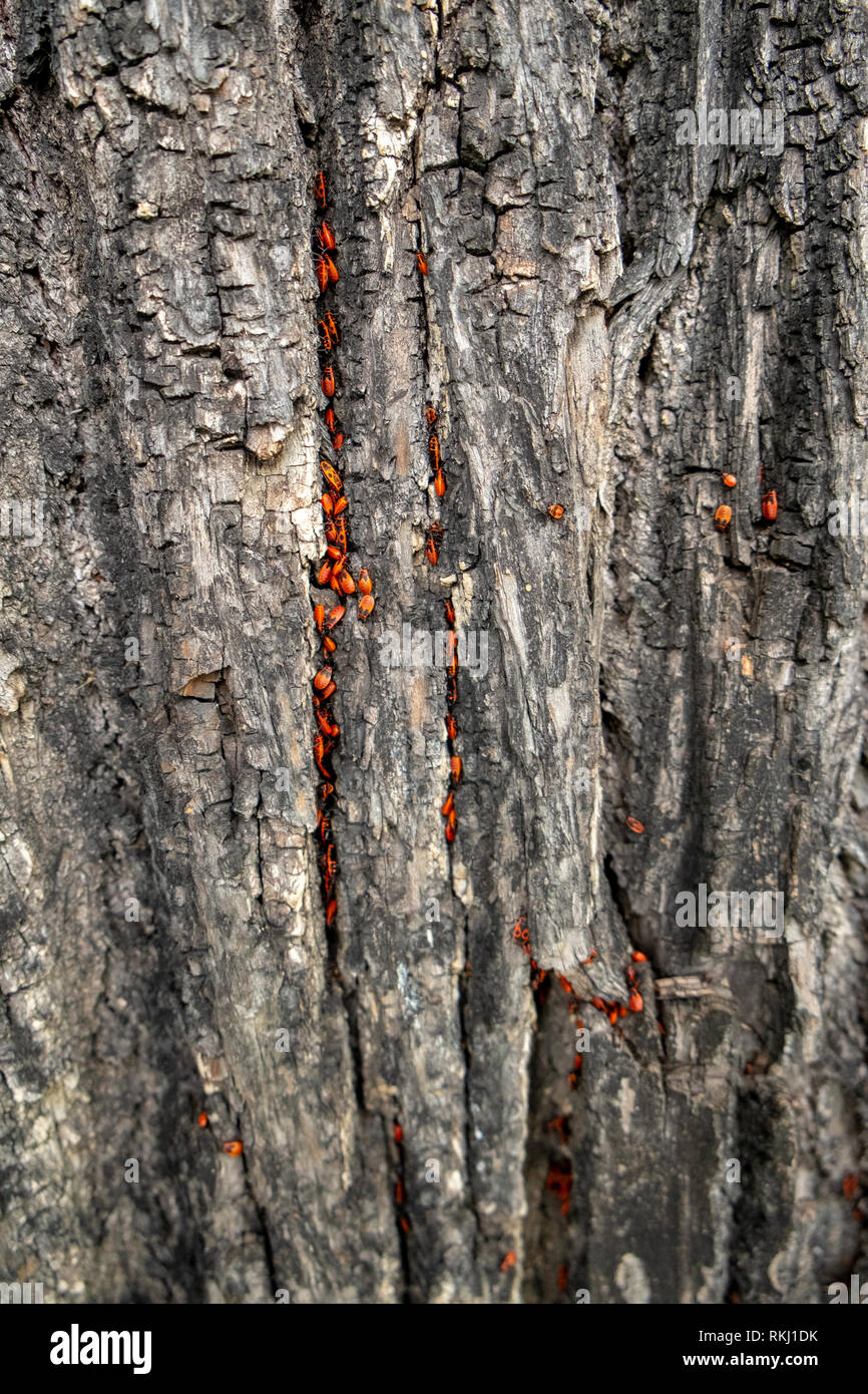 Tree bark with many fire beetles Stock Photo - Alamy