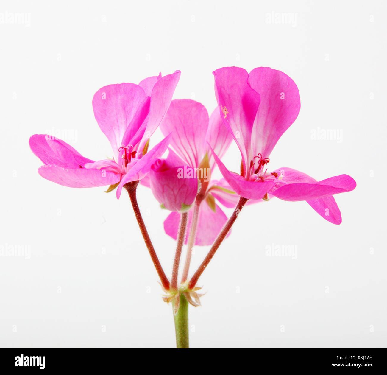 Geranium flowers cut out hi-res stock photography and images - Alamy