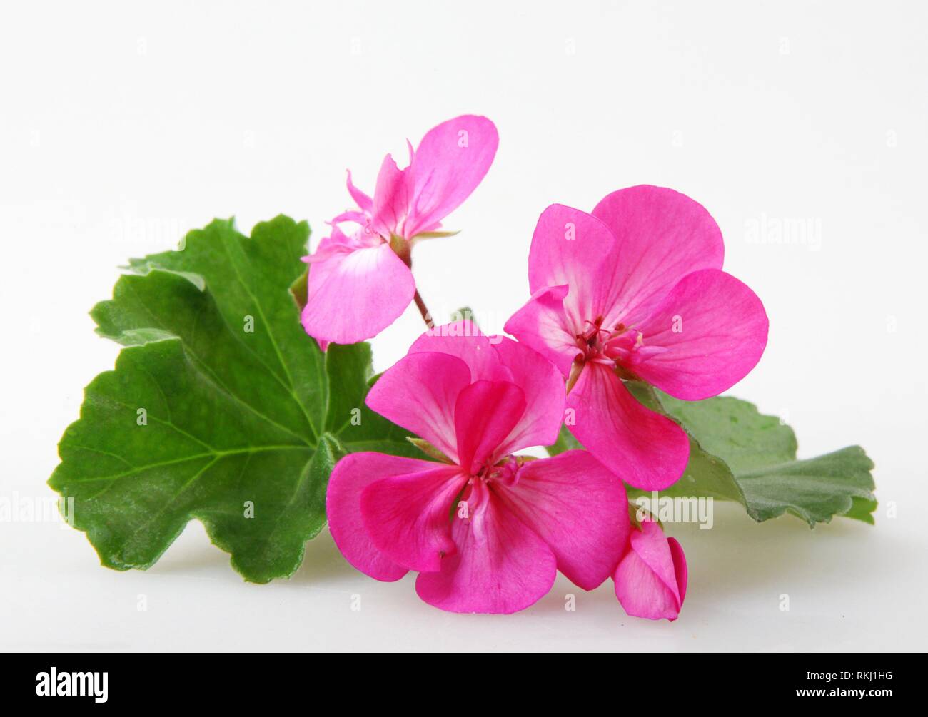 Geranium Flowers Cut Out High Resolution Stock Photography and Images ...