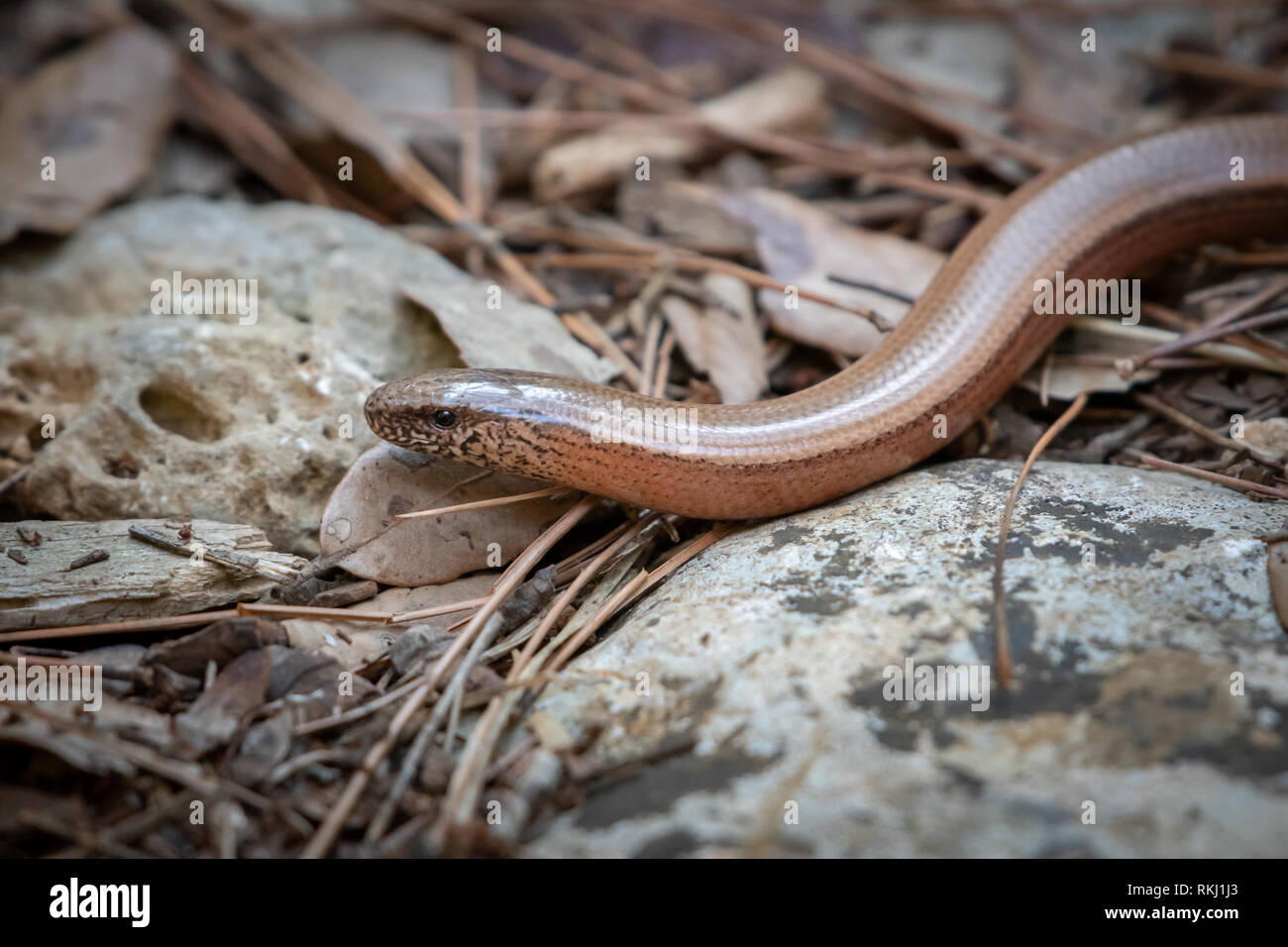 Worm stones hi-res stock photography and images - Alamy