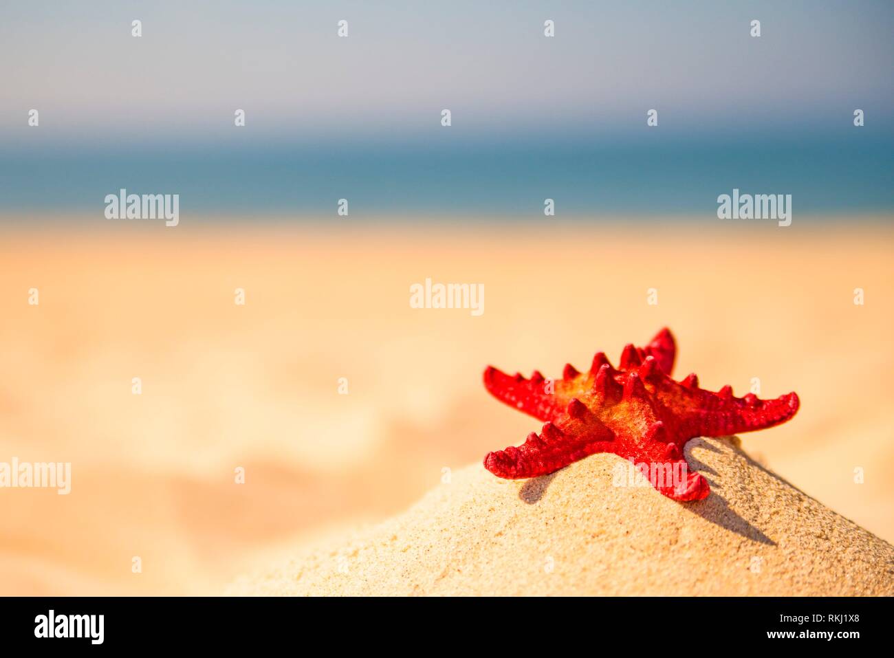 Sea star on a sandy beach Stock Photo - Alamy