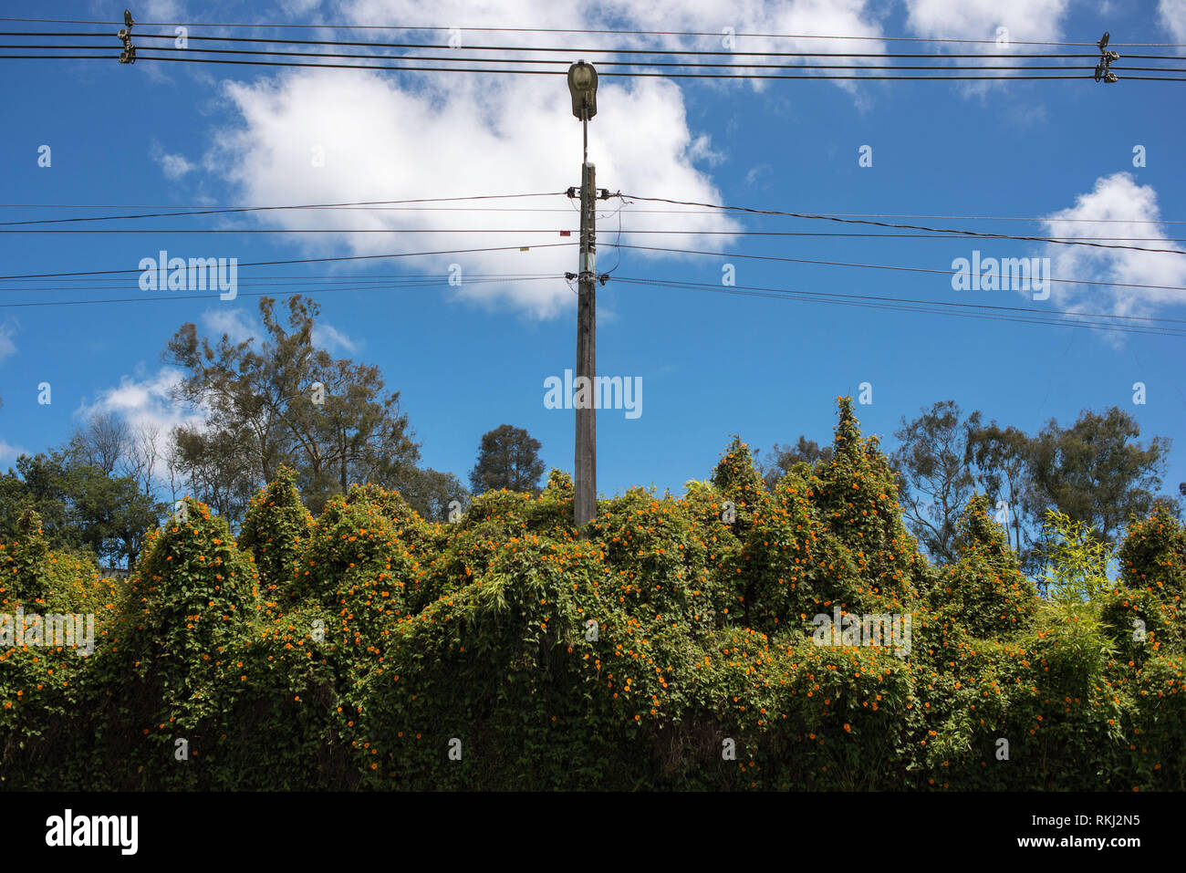 Santa Elena, Medellin. Antioquia, Colombia: plants Stock Photo - Alamy