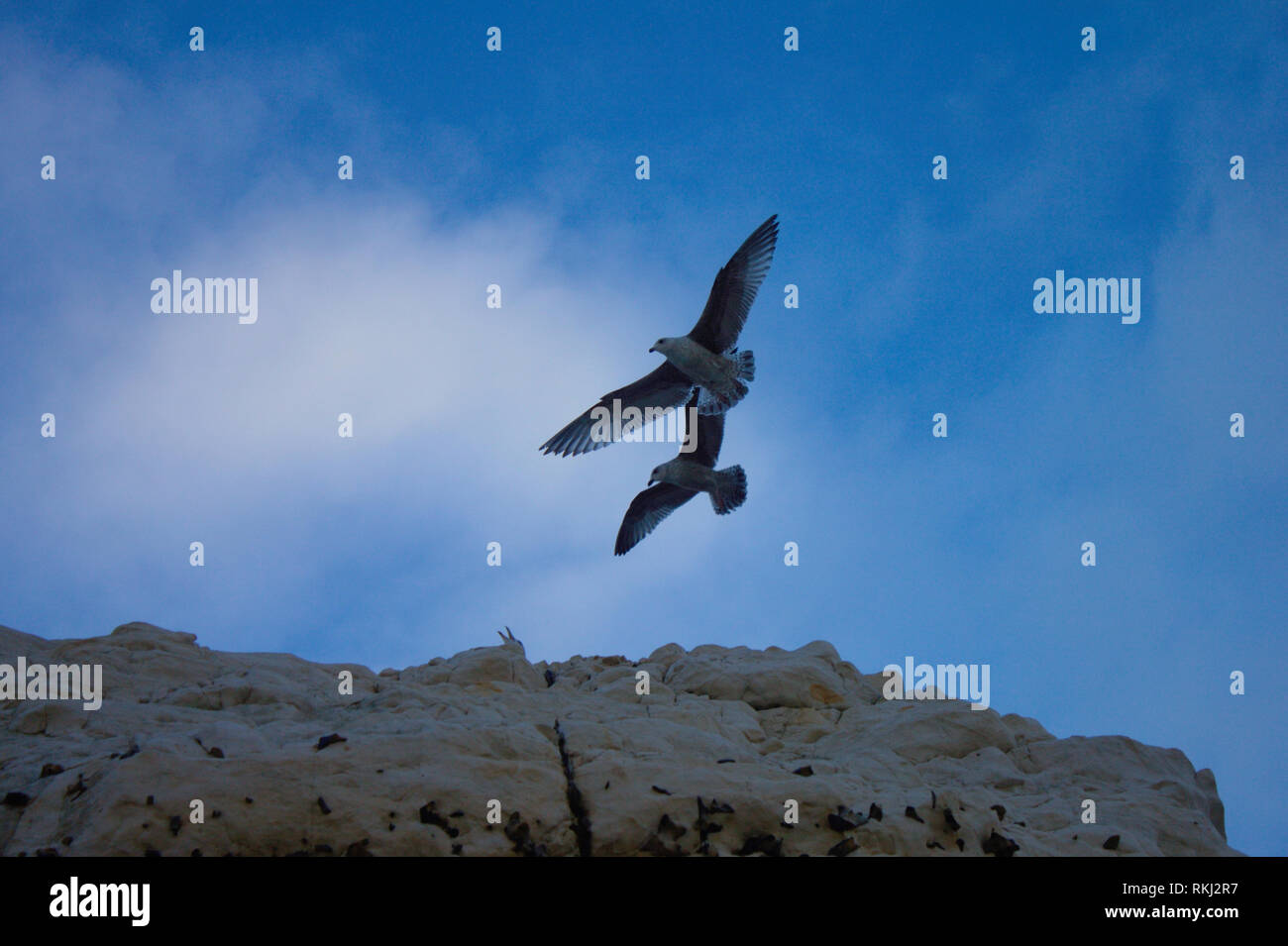 Sea cliffs seagulls hi-res stock photography and images - Alamy