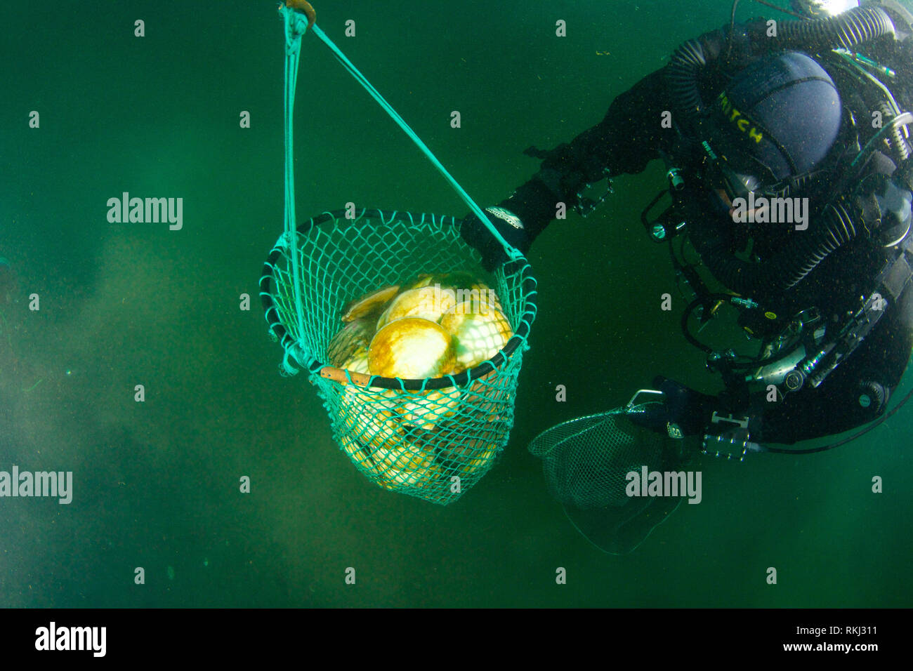 Hand diving for scallops Stock Photo - Alamy