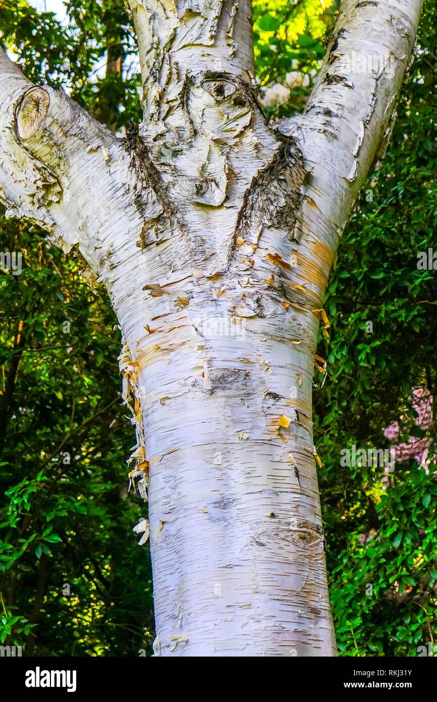 Himalayan Birch Bark High Resolution Stock Photography and Images - Alamy