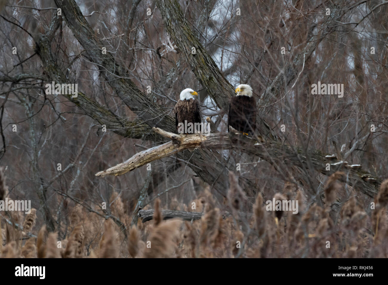 Ottawa national wildlife preserve hi-res stock photography and images ...