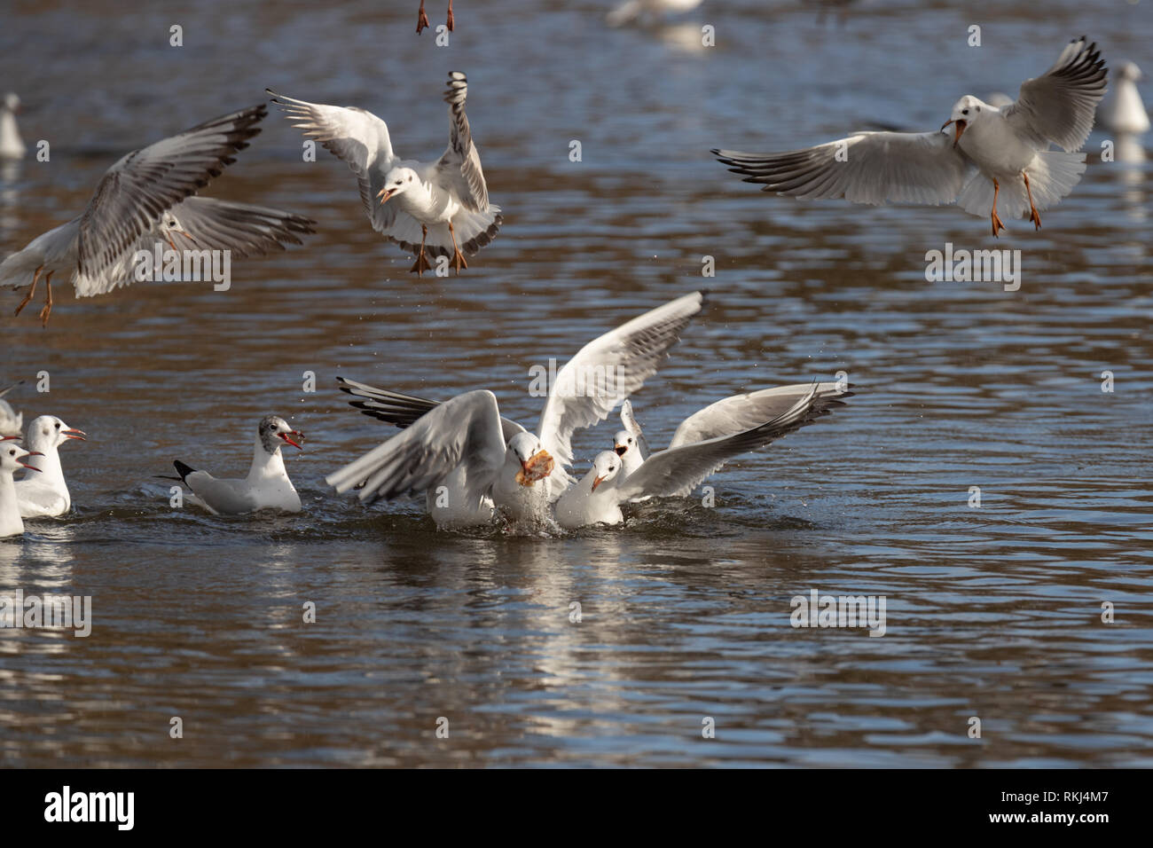 Squabble of seagulls hi-res stock photography and images - Alamy