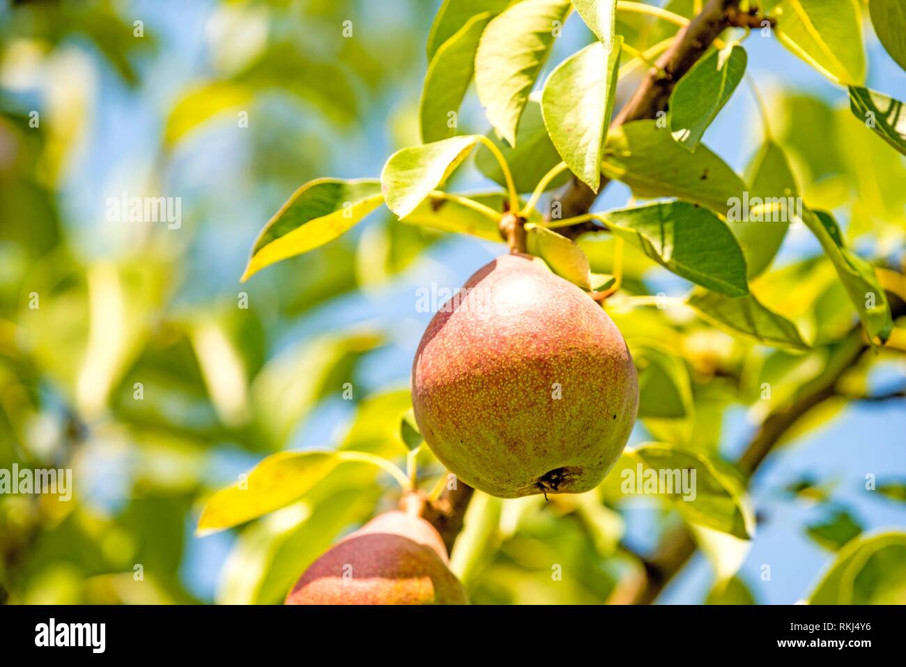 Growing cider hi-res stock photography and images - Alamy