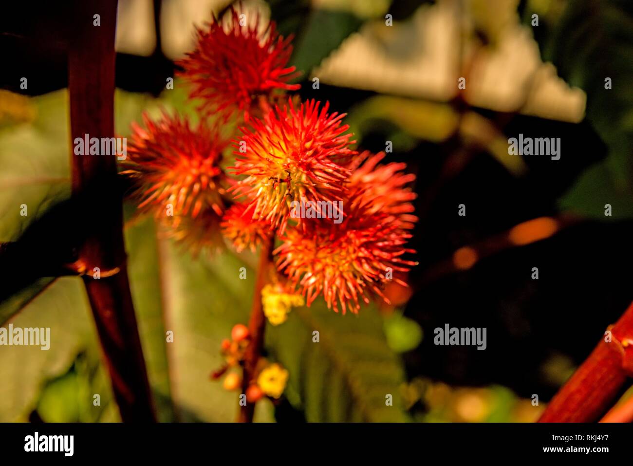 Red castor flower hi-res stock photography and images - Alamy
