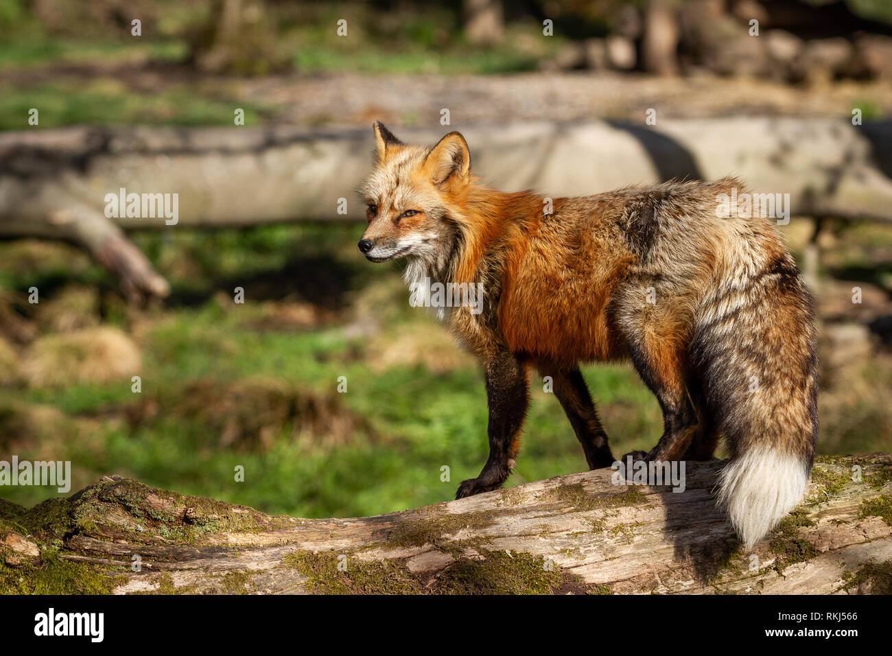 Red fox in the forest Stock Photo - Alamy