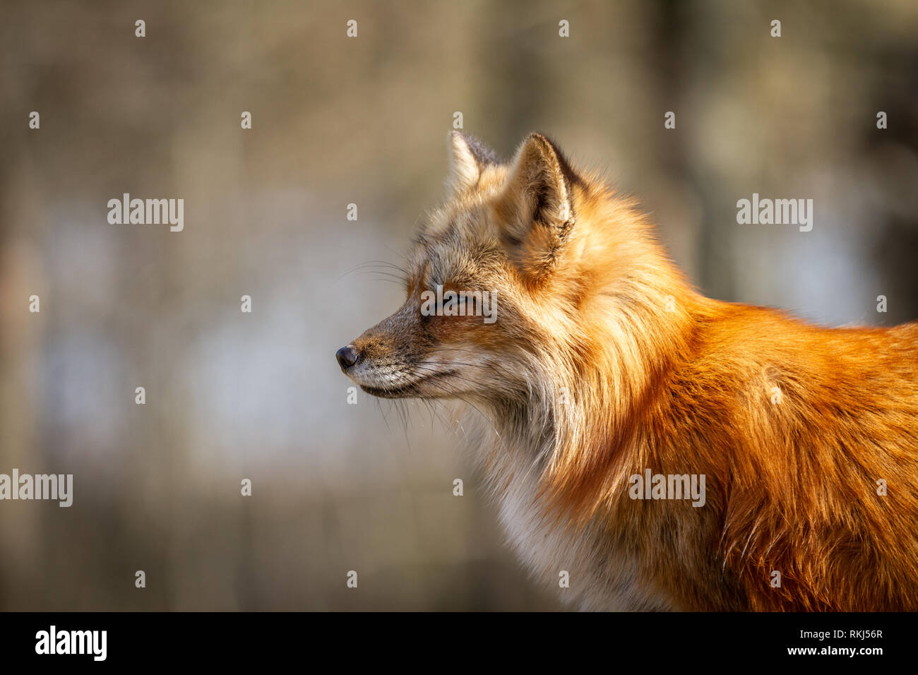 Red fox in the forest Stock Photo - Alamy