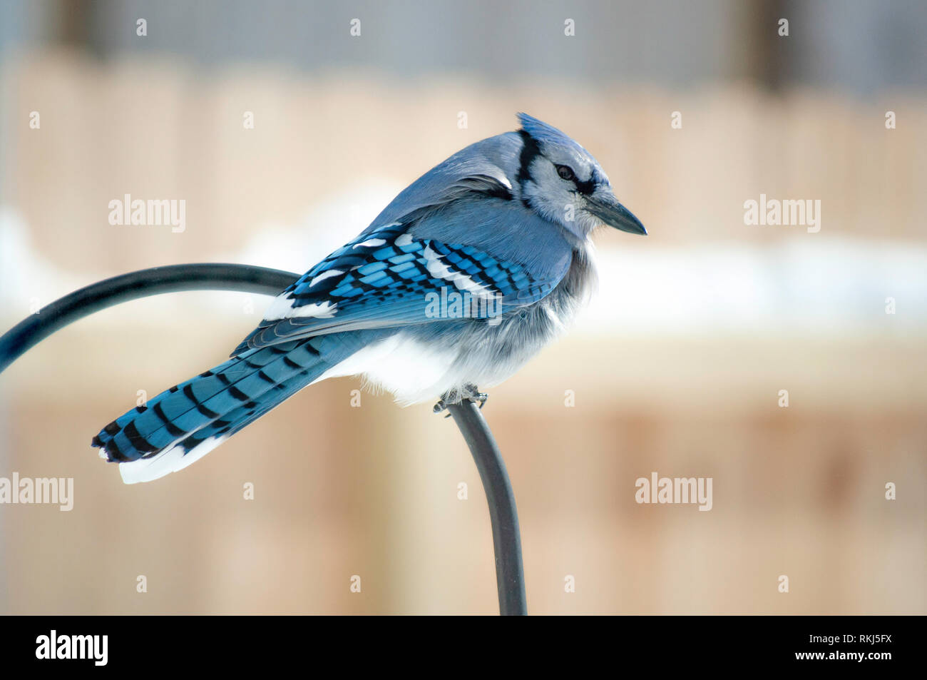 Male blue jay hi-res stock photography and images - Alamy