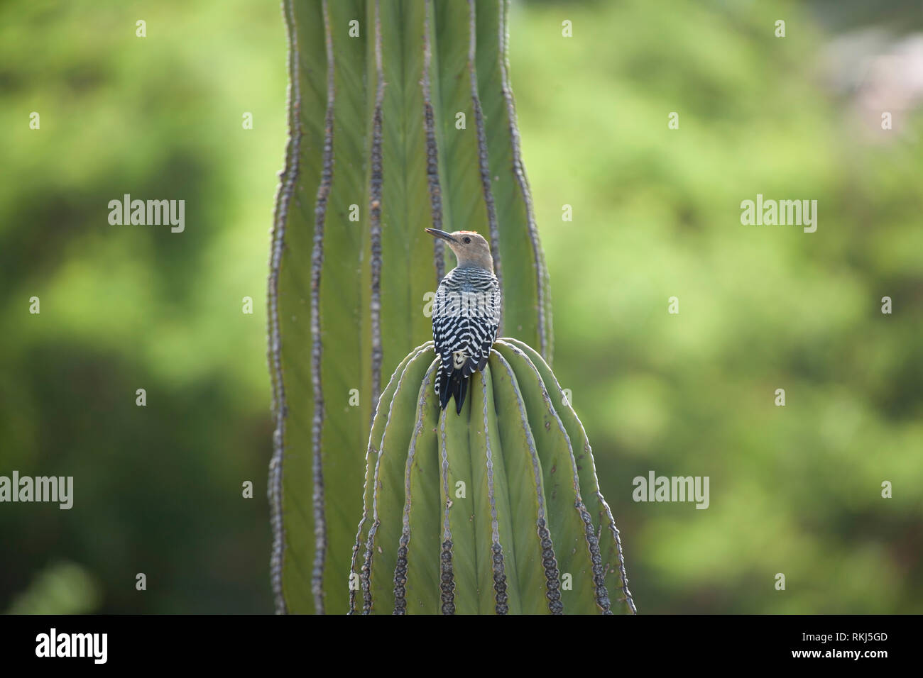 Bird on a cactus Stock Photo - Alamy