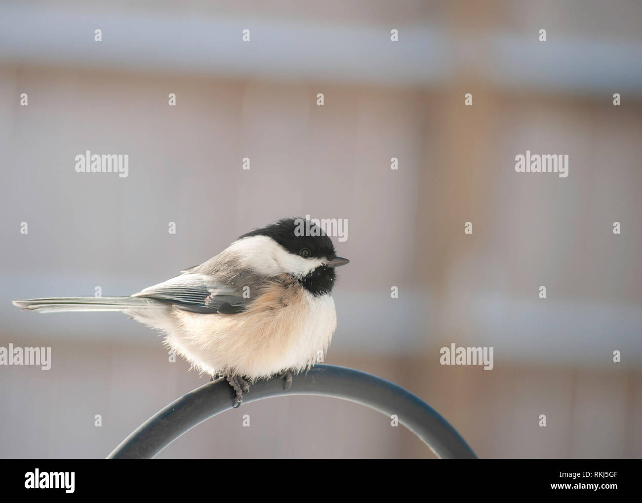 Chickadee view hi-res stock photography and images - Alamy