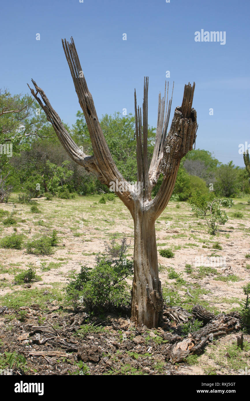 Dried cactus hi-res stock photography and images - Alamy