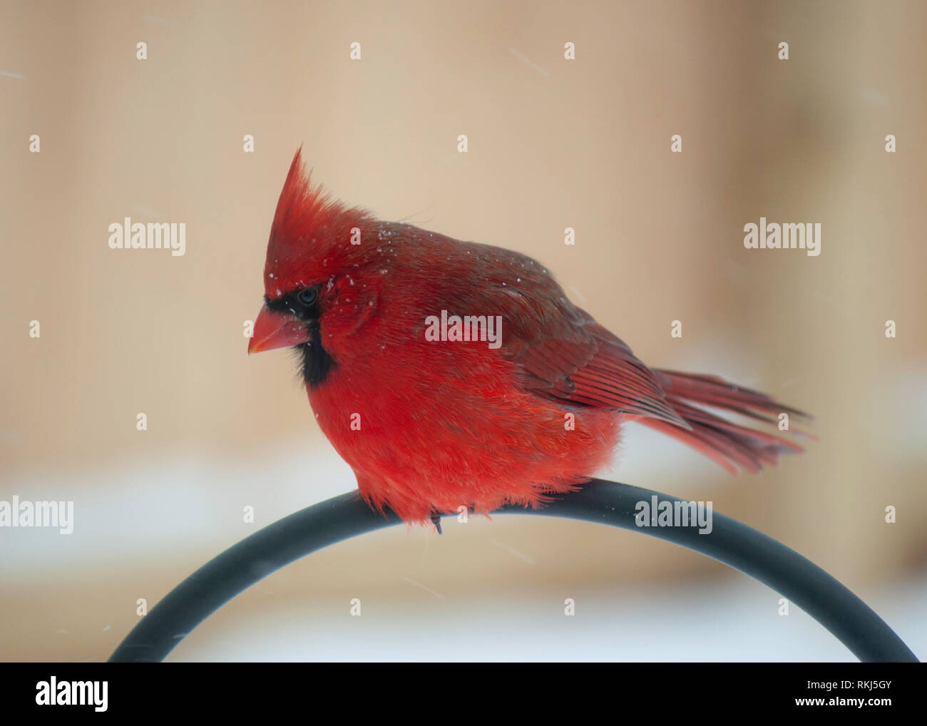 Fluffy cardinal hi-res stock photography and images - Alamy
