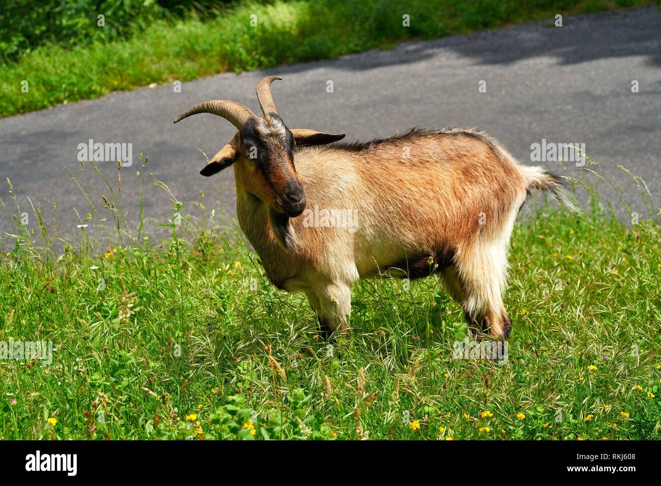 Goat In Picos De Europa High Resolution Stock Photography and Images ...
