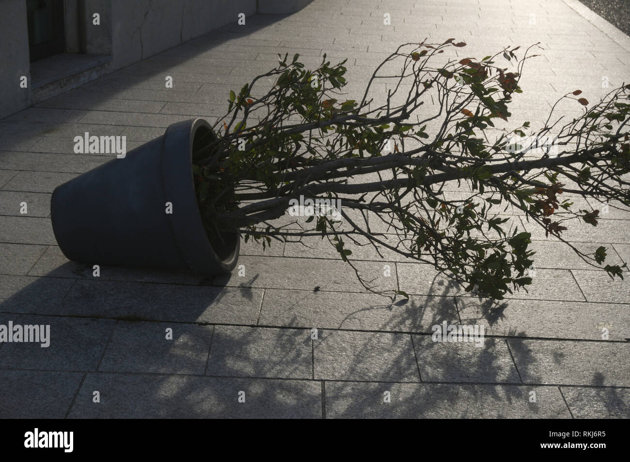 Pot Plant Fallen High Resolution Stock Photography and Images - Alamy
