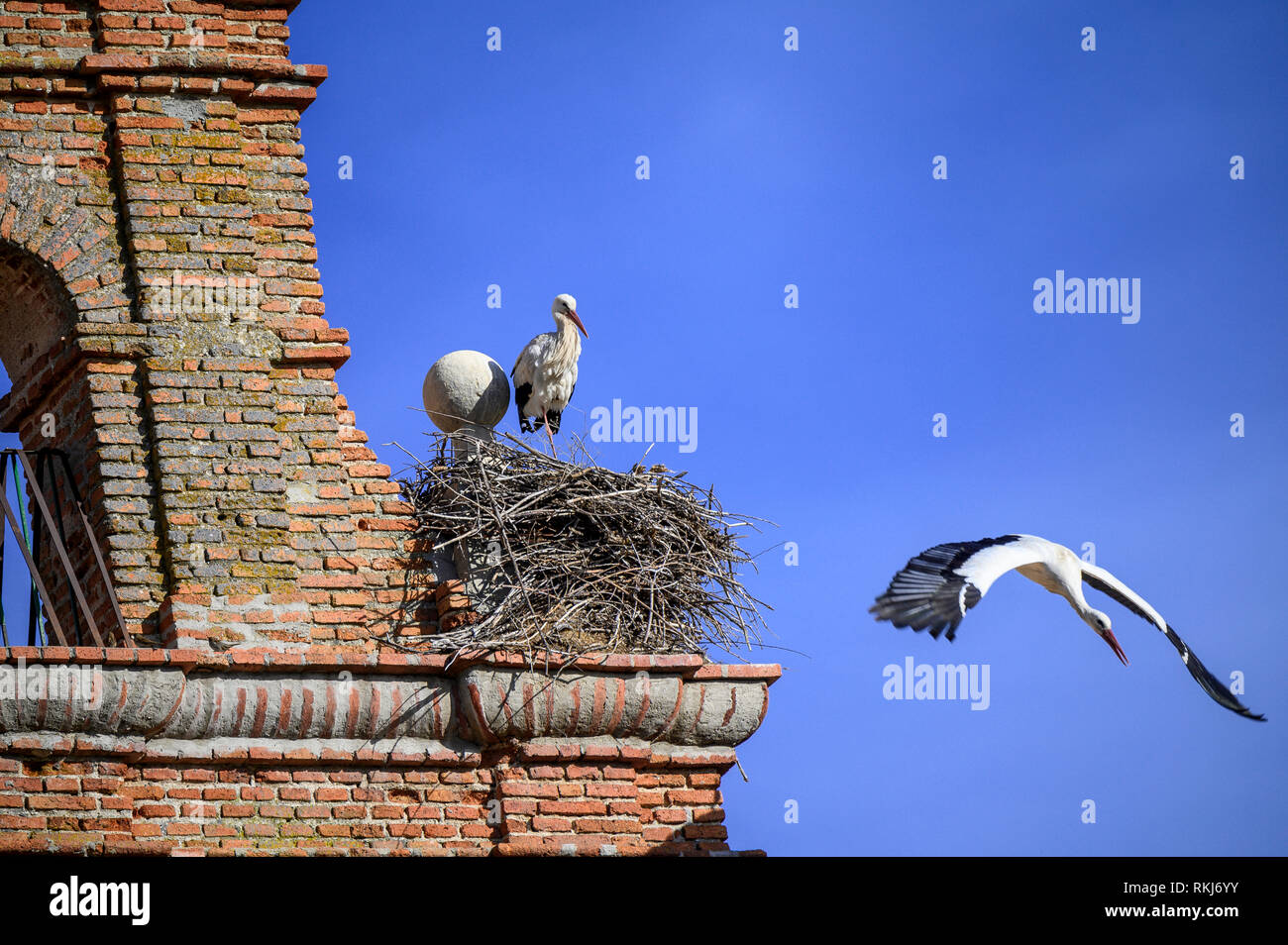 Storks in their nest in a tower in Segovia Spain Stock Photo - Alamy
