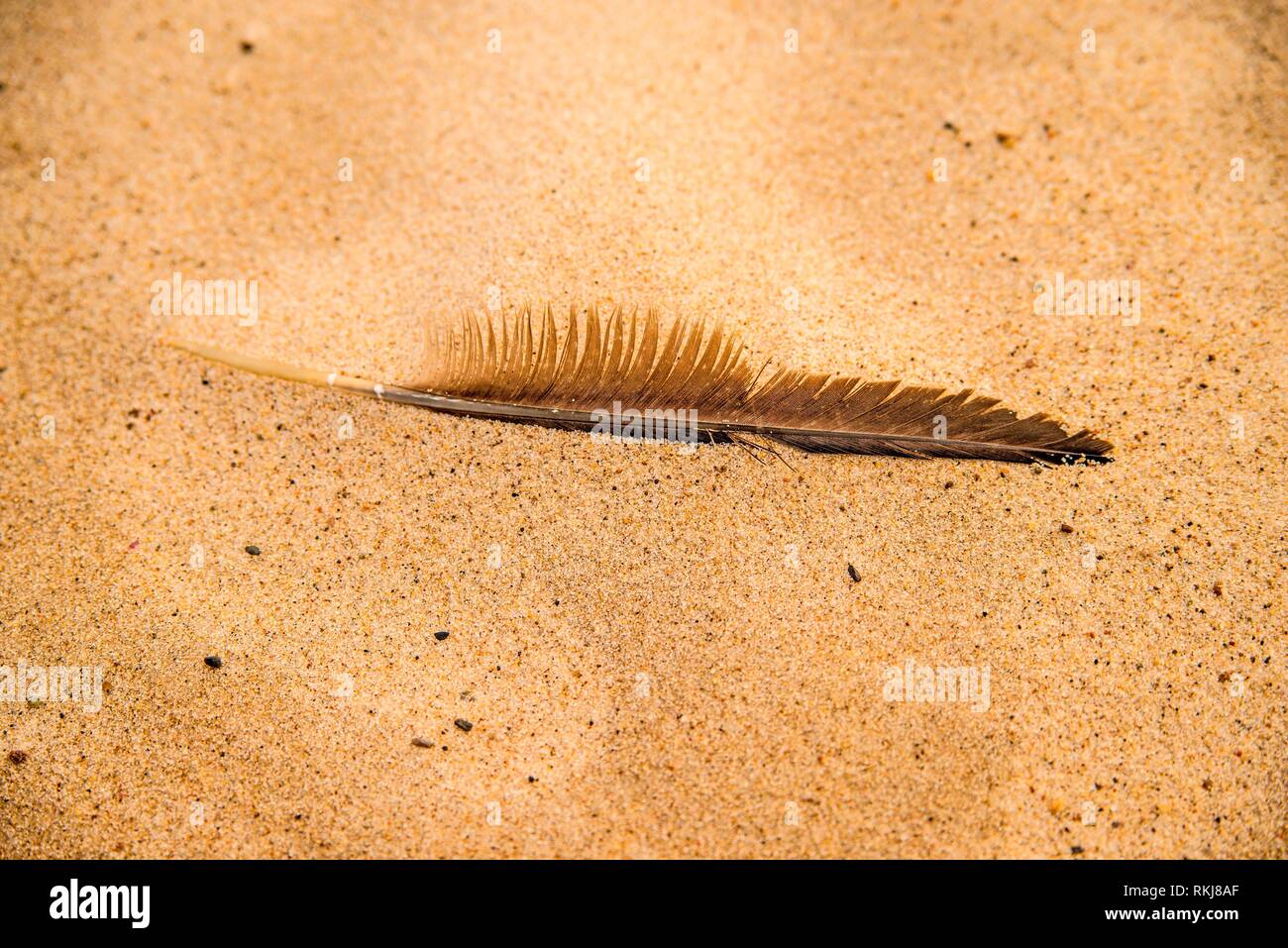 Feather beach hi-res stock photography and images - Alamy