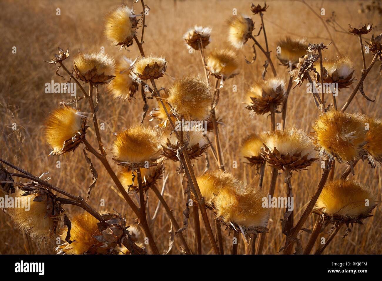 Dried thistle plant hi-res stock photography and images - Alamy
