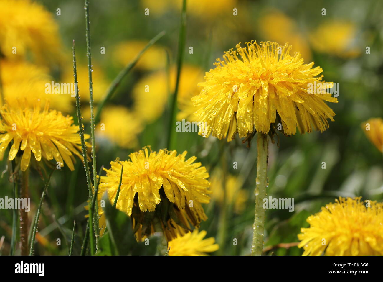 Dandelions / Beautiful yellow flowers growing on the meadow Stock Photo ...