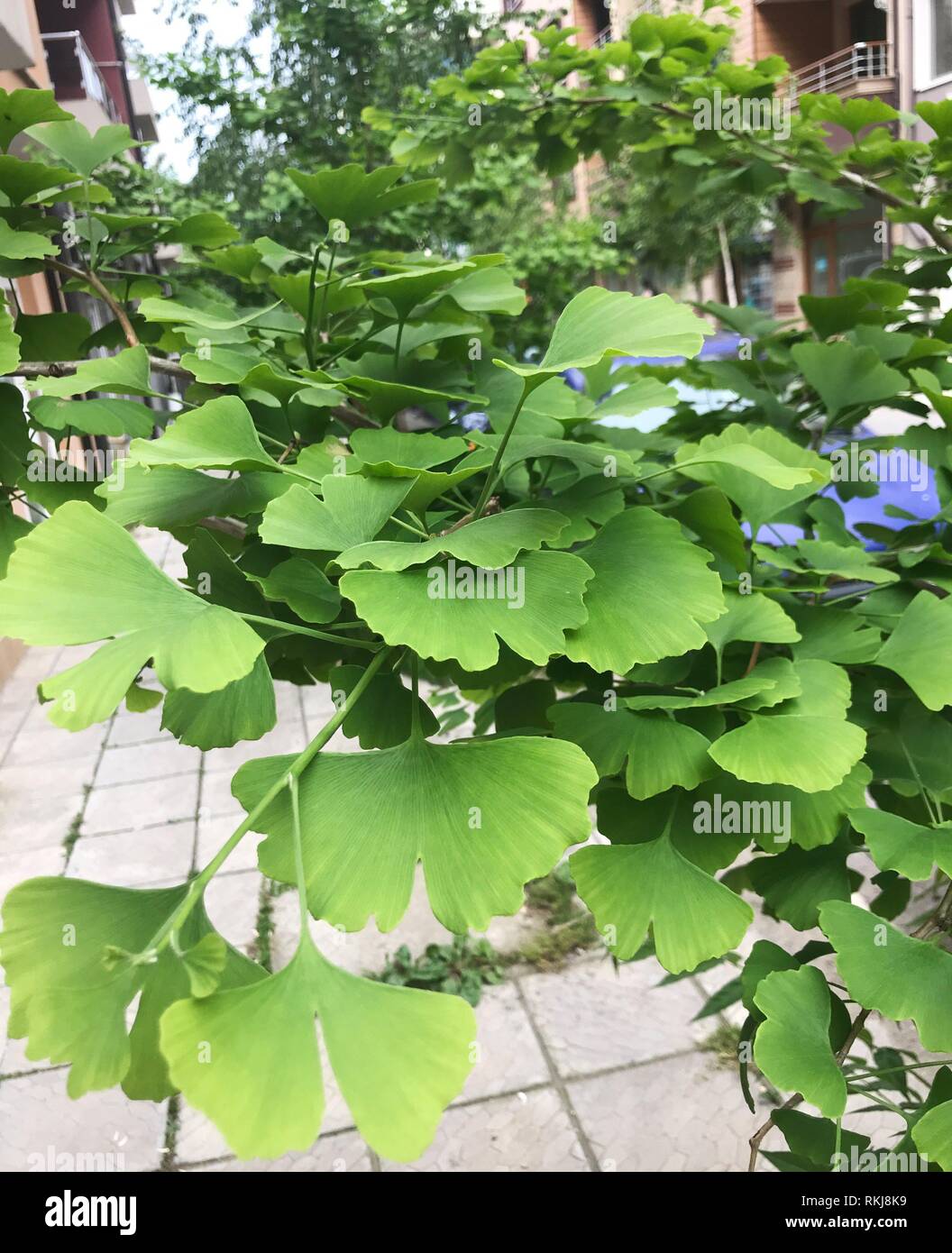 Ginkgo Biloba Tree High Resolution Stock Photography and Images - Alamy