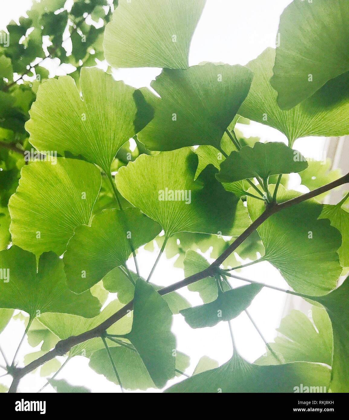 Ginkgo Biloba Tree High Resolution Stock Photography and Images - Alamy