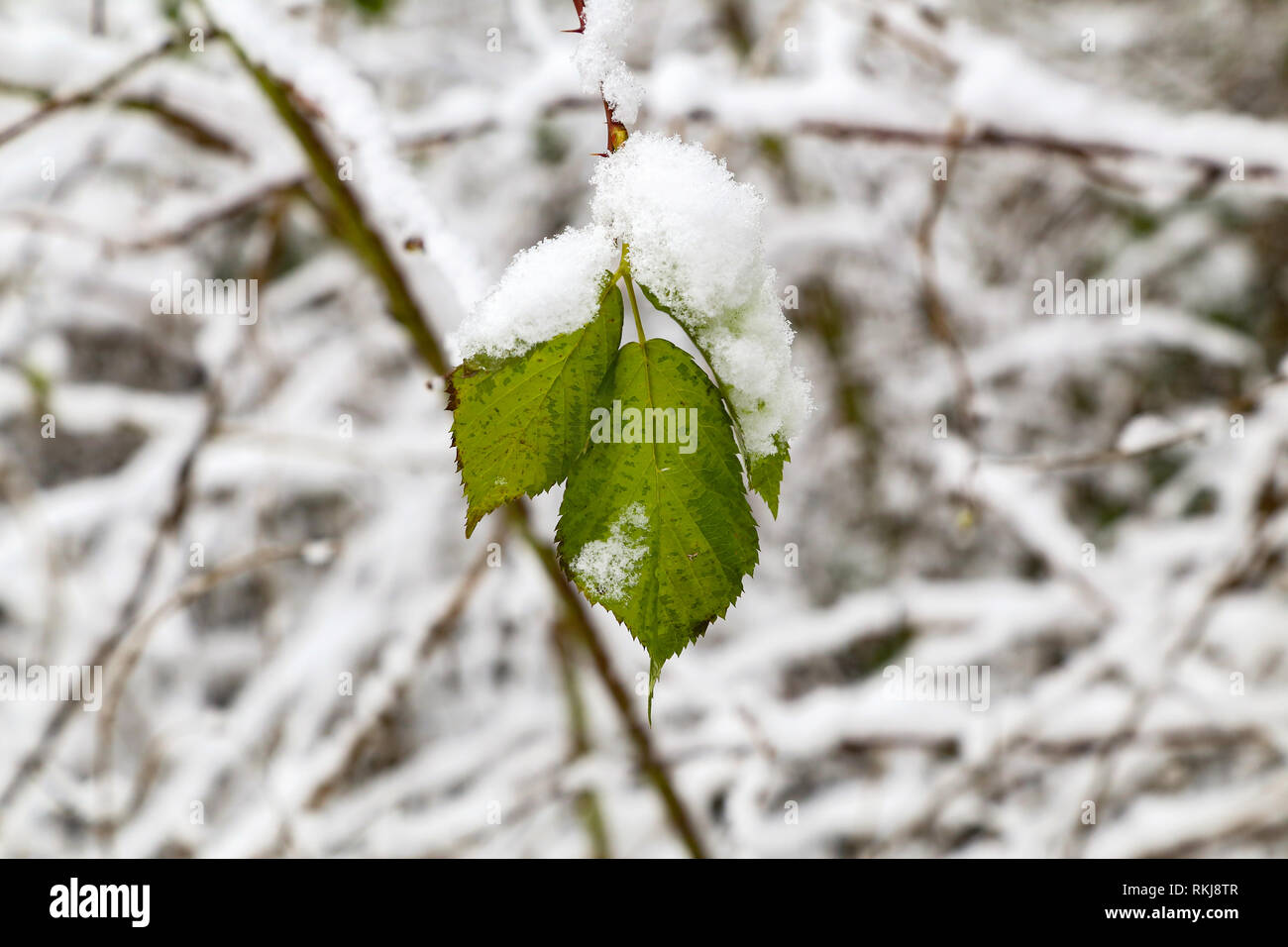 First snow / Green leaves with frost Stock Photo - Alamy