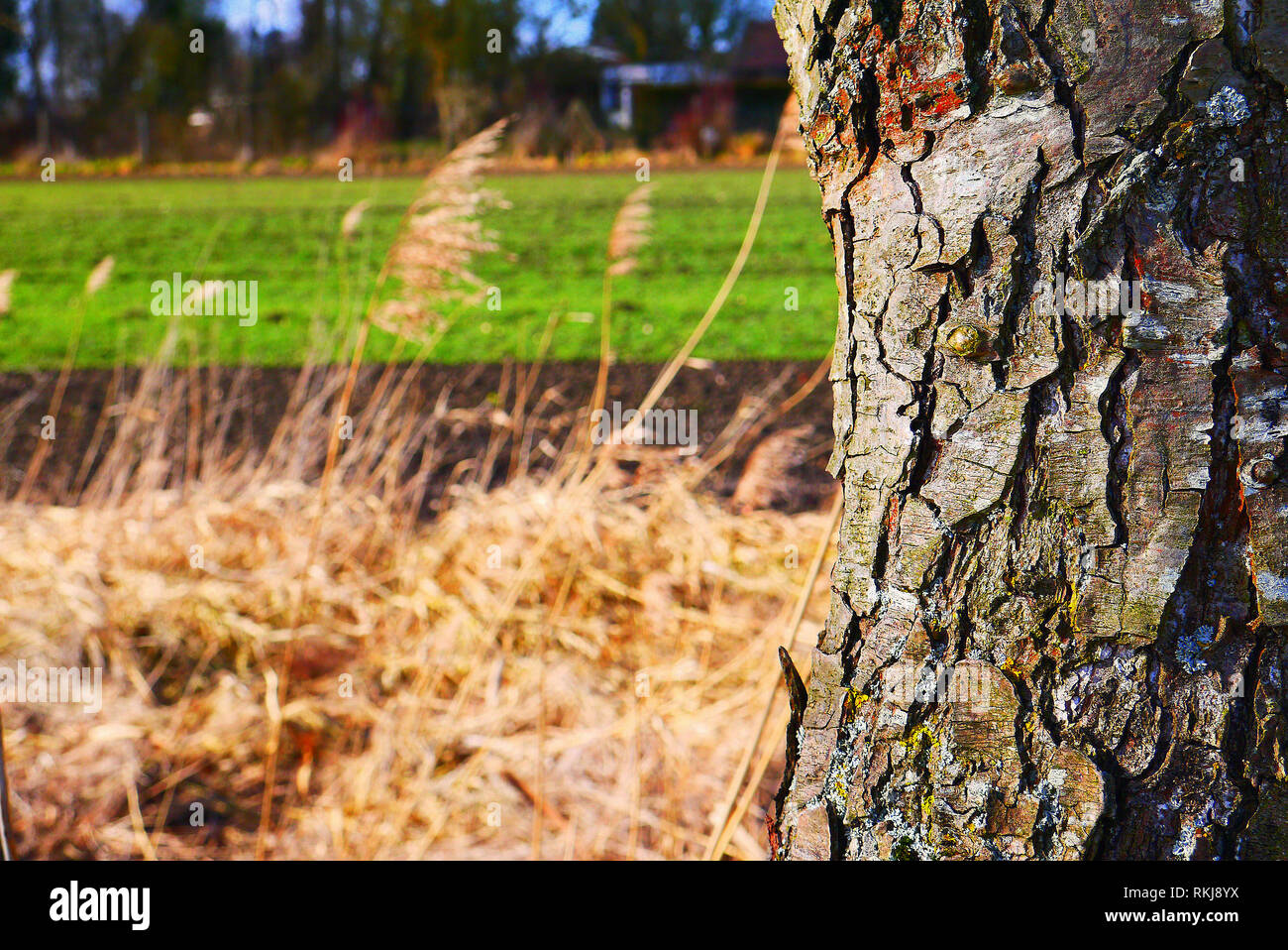 a perspective photo of a tree in a landscape Stock Photo - Alamy