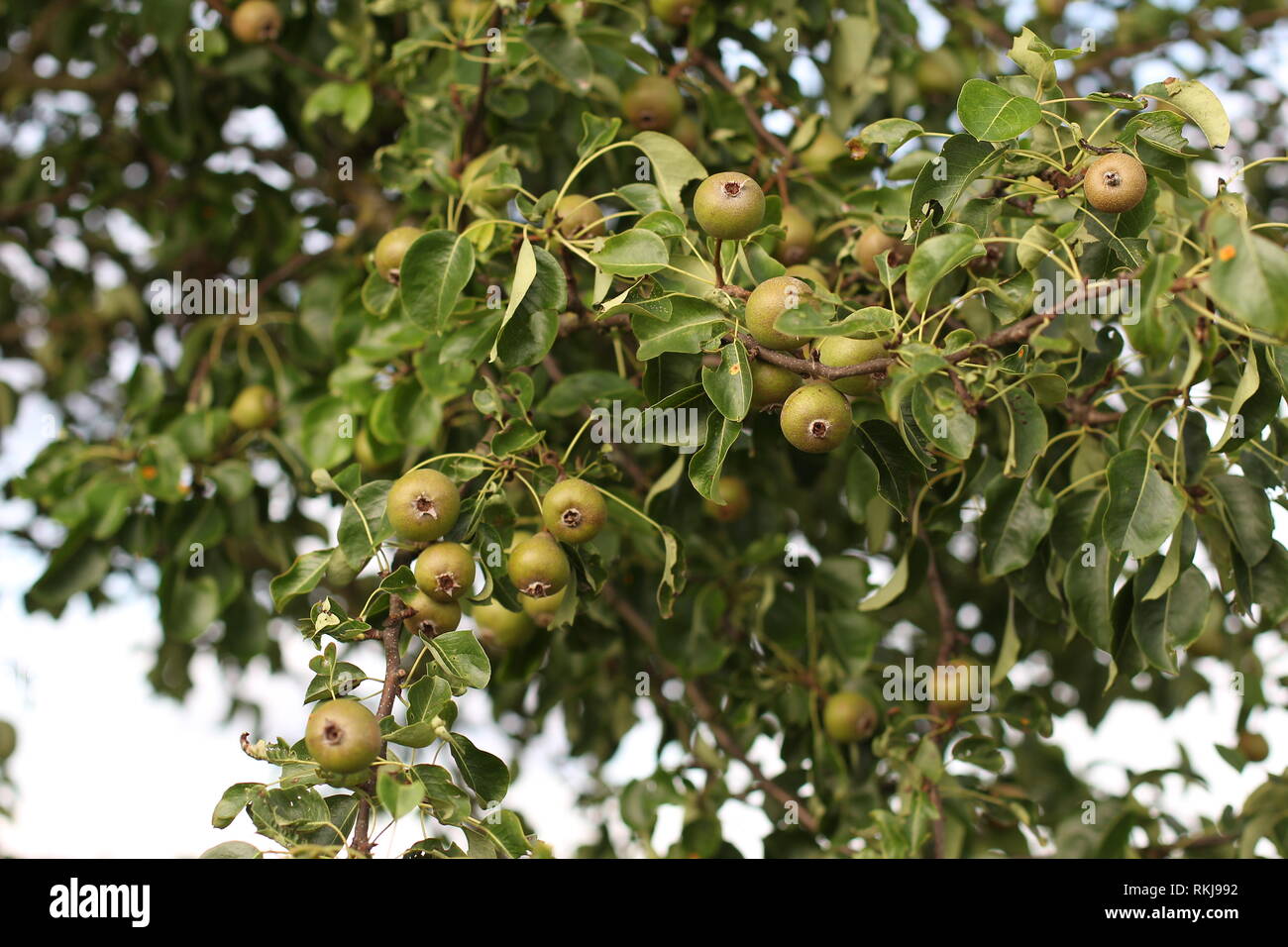 Espalier tree design hi-res stock photography and images - Alamy
