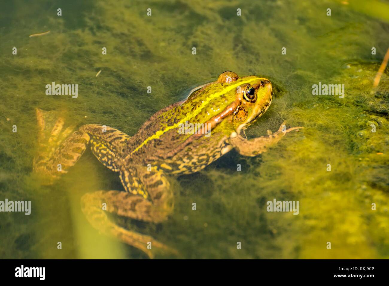 Common water frog hi-res stock photography and images - Alamy