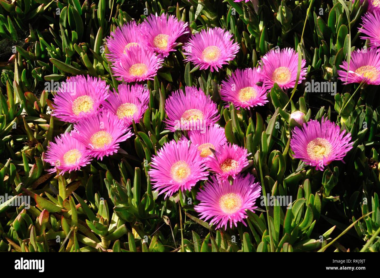 Hottentot fig in flower hi-res stock photography and images - Alamy