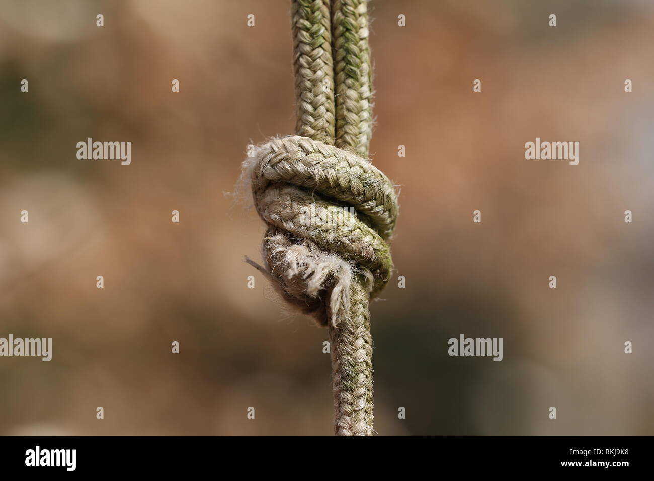 Rope tied in a tree Stock Photo - Alamy