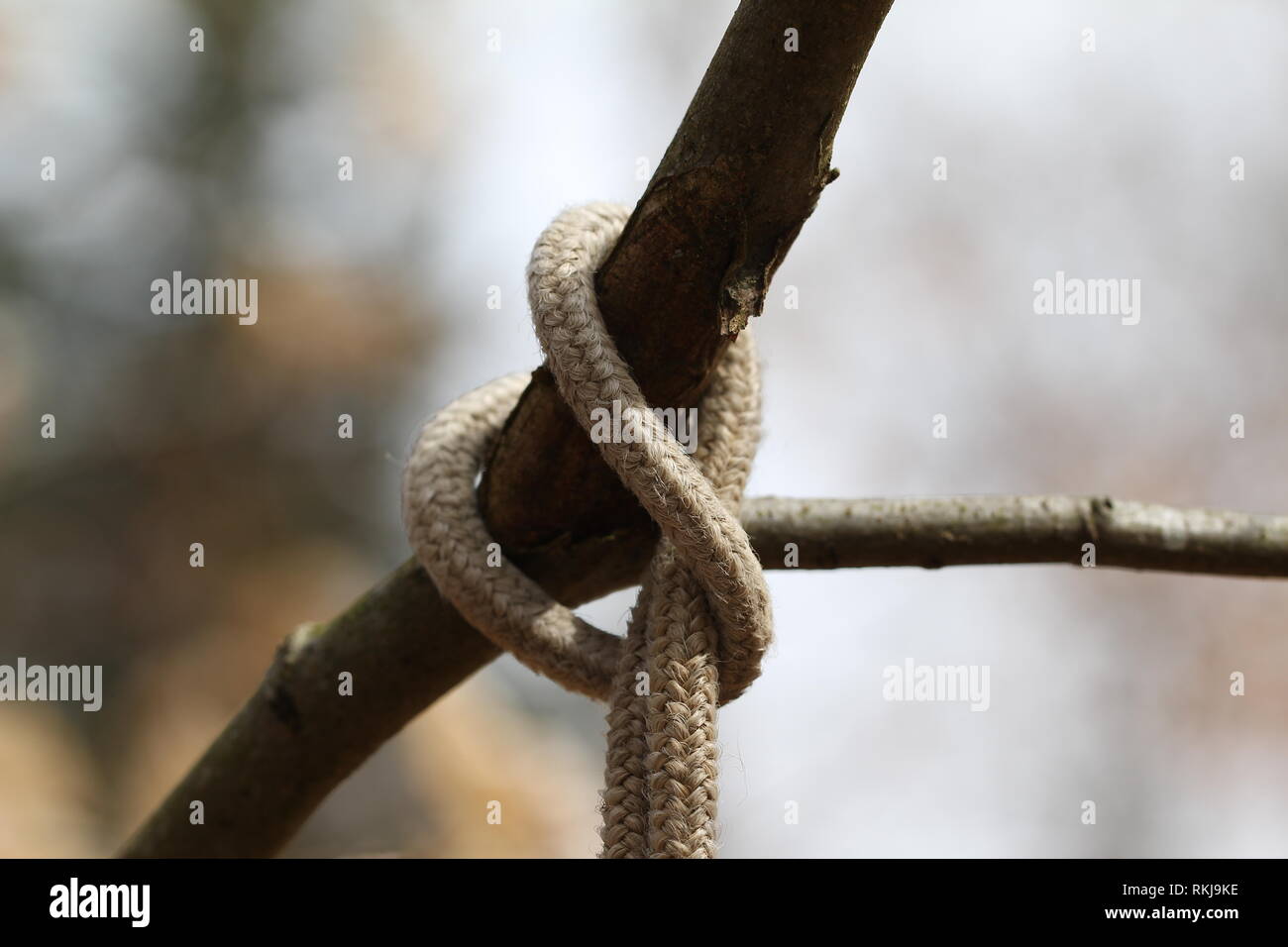 Rope tied in a tree Stock Photo - Alamy