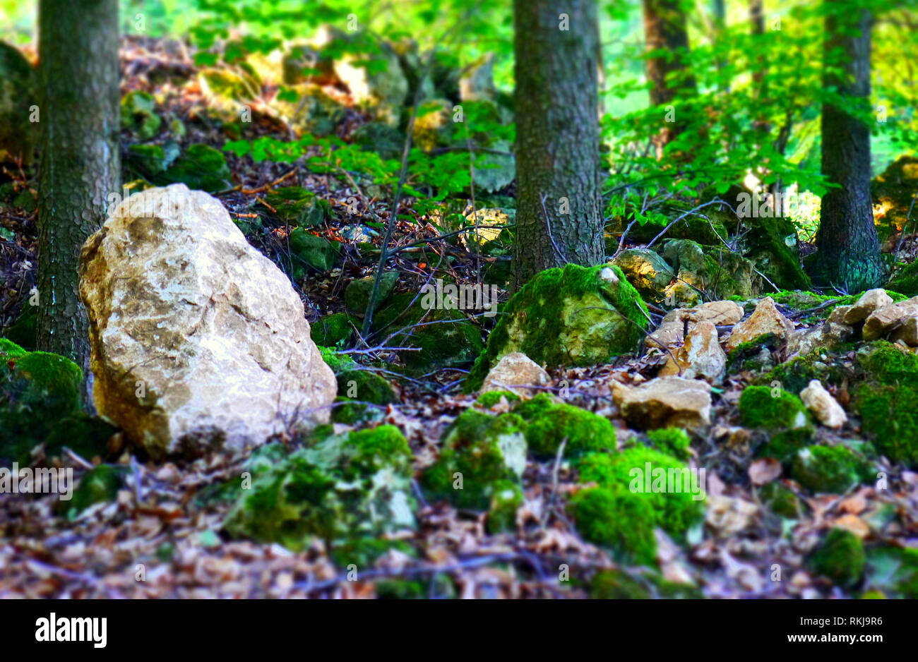forest with a big natural stone Stock Photo - Alamy