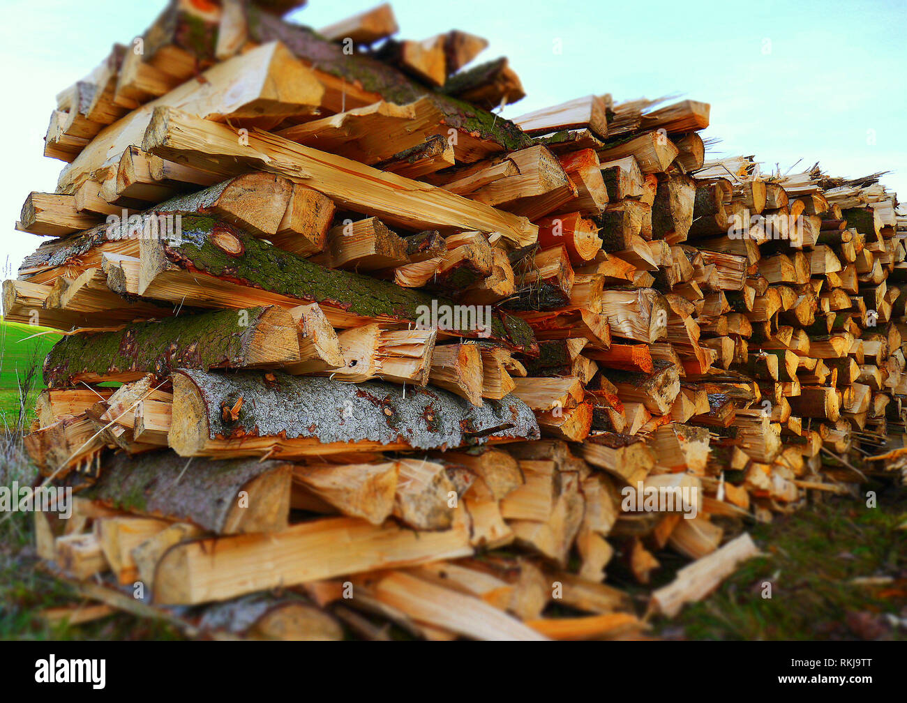 Stapled to tree hi-res stock photography and images - Alamy