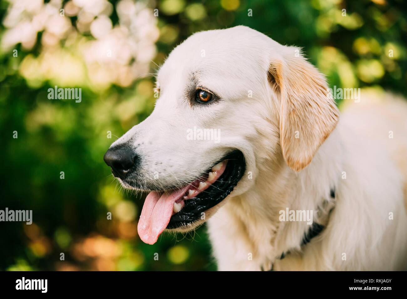 Profile portrait golden labrador hi-res stock photography and images ...