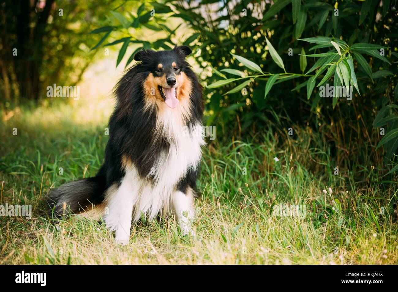 Rough ollie hi-res stock photography and images - Alamy