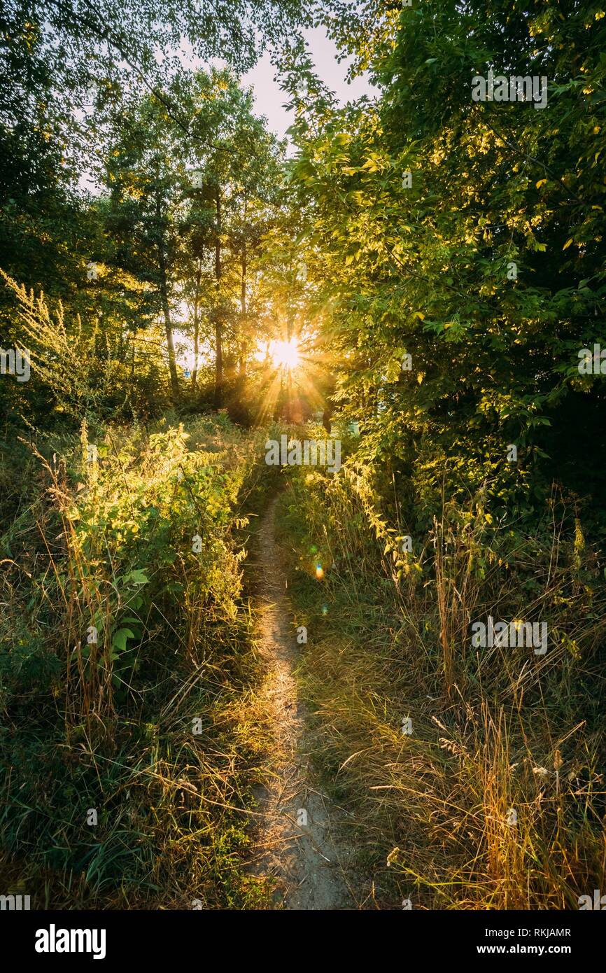 Summer Landscape With Forest Lane Path Pathway Way Going Ahead To ...